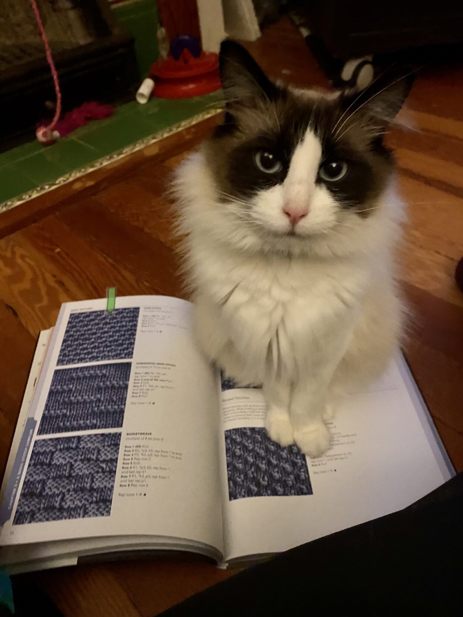 EDCI 336 – Learning with Leah